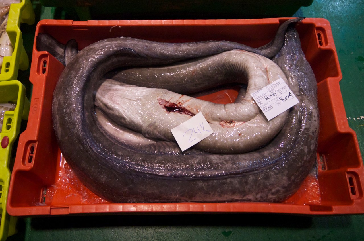 The Fish Market of all Fish Markets – Santander’s Lonja in Northern ...