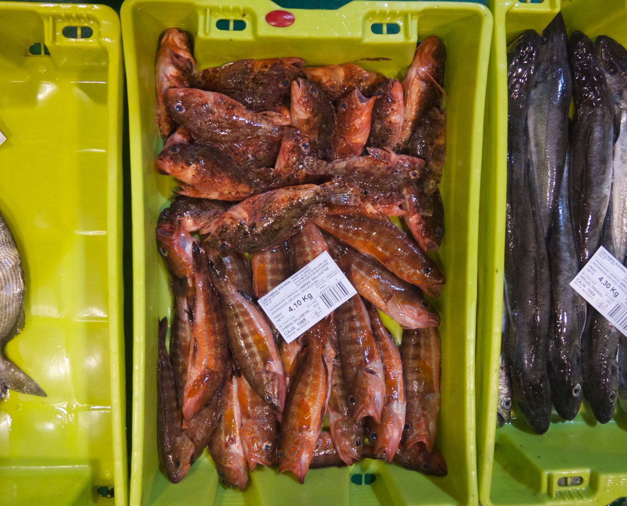 The Fish Market of all Fish Markets – Santander’s Lonja in Northern ...